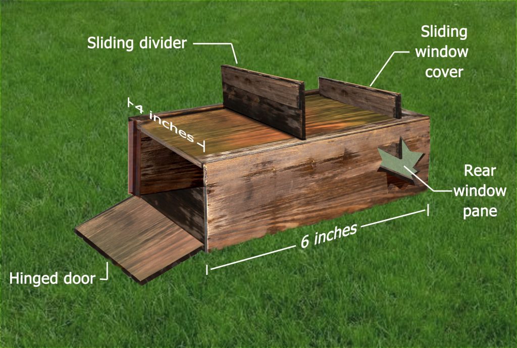 The Thrill of Beelining - Backyard Beekeeping